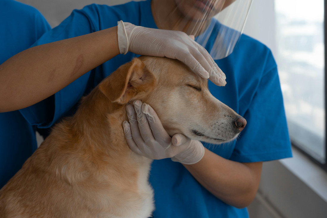 Animal care worker | Career Profiles | Buckinghamshire Skills Hub